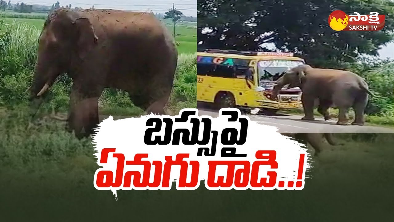 Elephants Hulchul in Parvathipuram Manyam district @SakshiTV - YouTube
