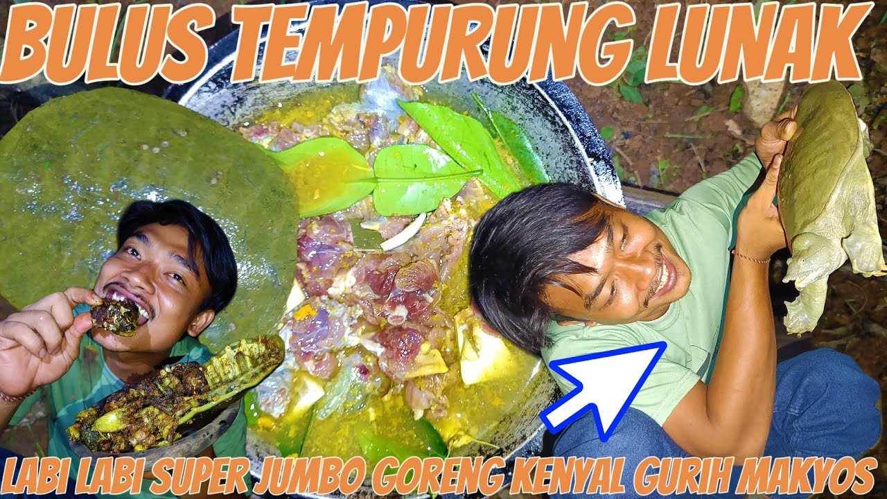 BULUS LABI LABI GORENG SAMBEL BAWANG SAAT MUSIM KURA KURA - YouTube