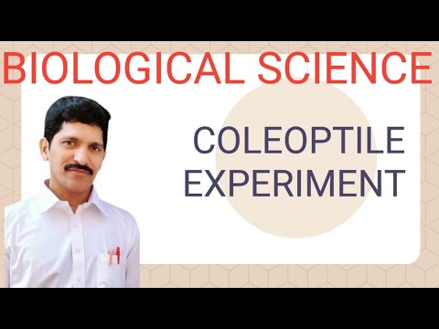 COLEOPTILE EXPERIMENT || BIOLOGICAL SCIENCE || CLASS 10TH || - YouTube