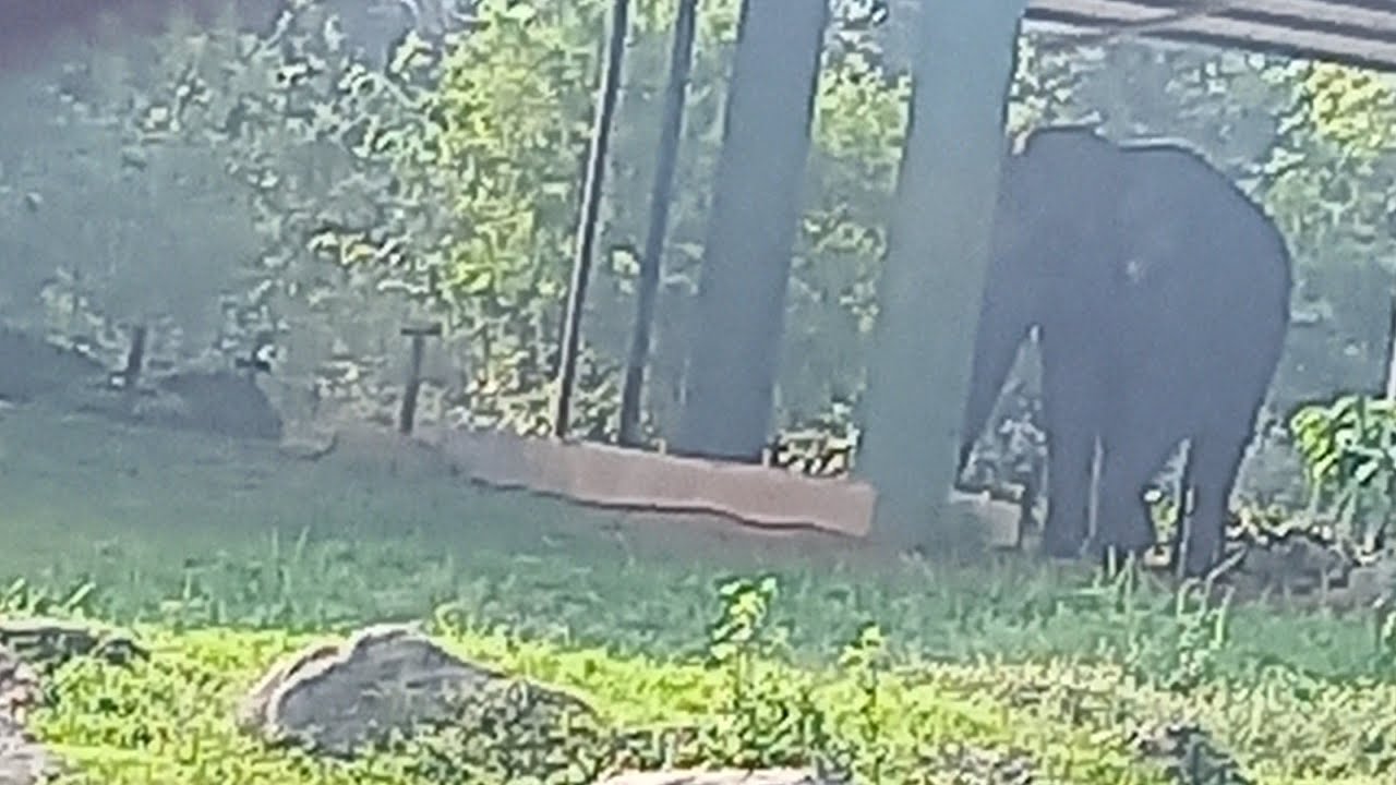 Nandankanan zoo(puri) - YouTube