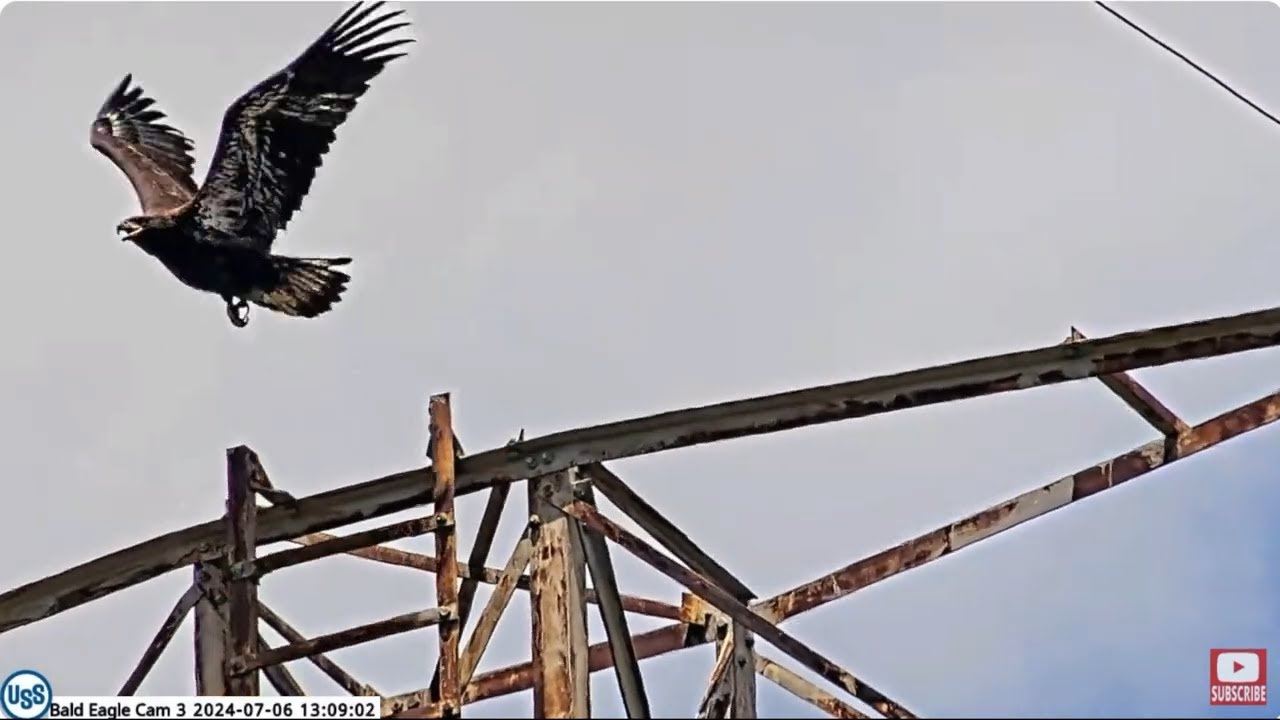 July 6, Lucky close up PixCams U. S. Steel Bald Eagle Camera Cam 3 ...