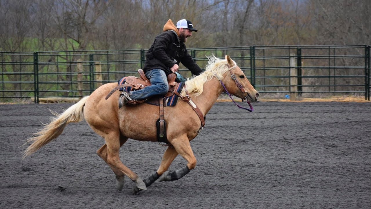 Horse running slow motion - YouTube