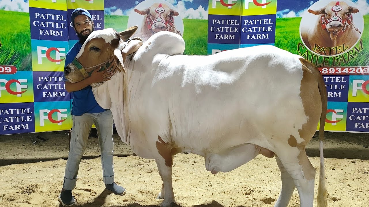 🔴 Live From Patel Cattle Farm 🔥 Awesome Collection ️ 03218934209 || AR ...