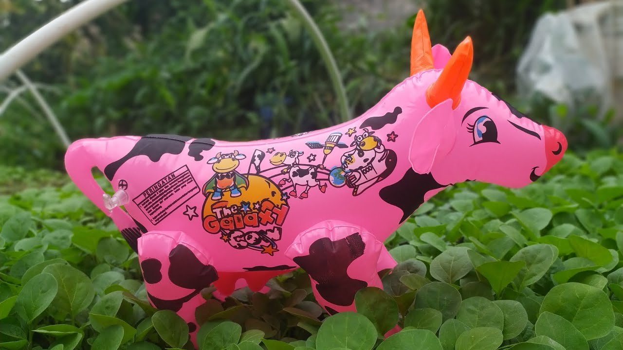 menemukan tiga ekor sapi warna warni,sapi lucu dan sapi moo - YouTube