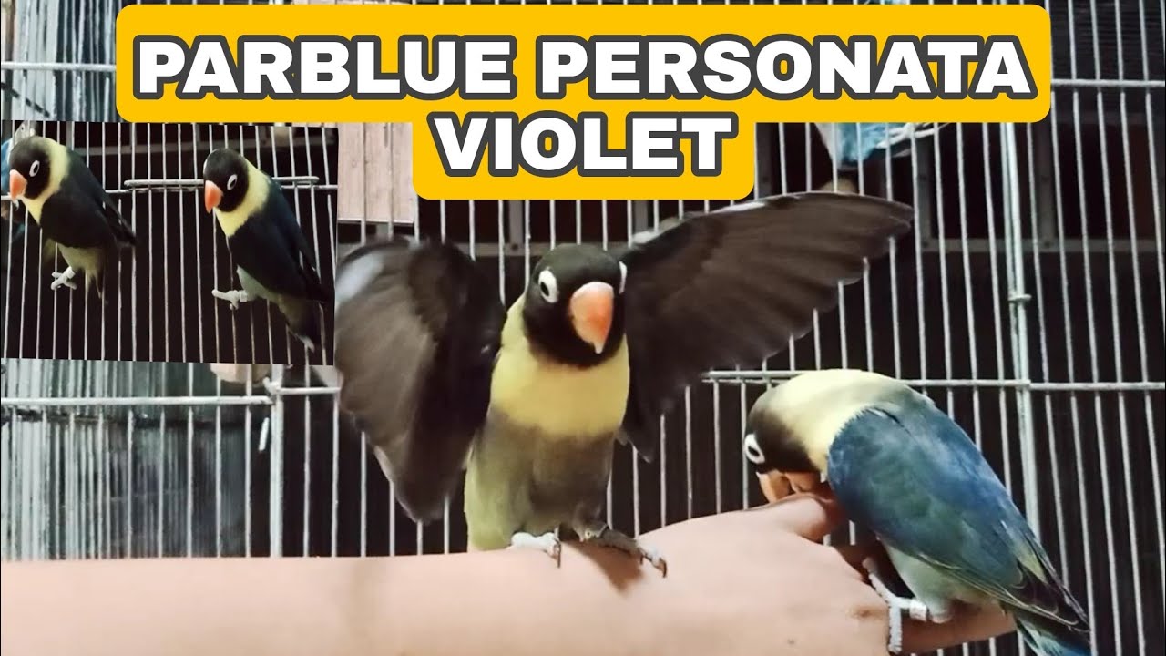 PARBLUE PERSONATA VIOLET I REMBIRDS - YouTube