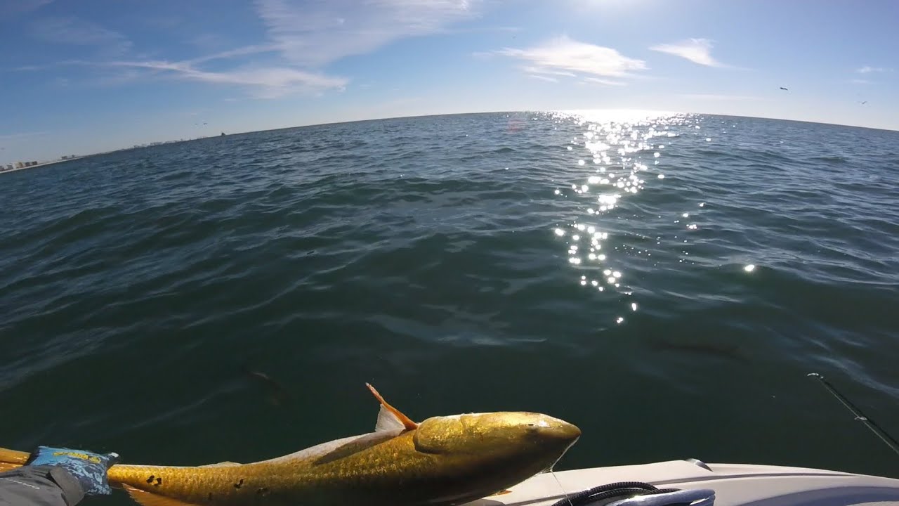 red fish release #fishing #redfish - YouTube