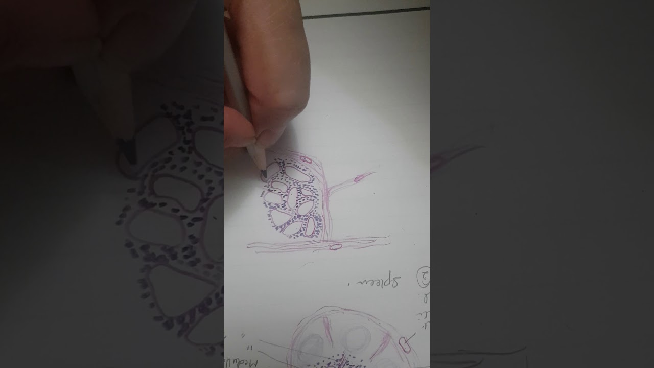 Learn to draw Spleen histology diagram ( Microscopic Anatomy) - YouTube
