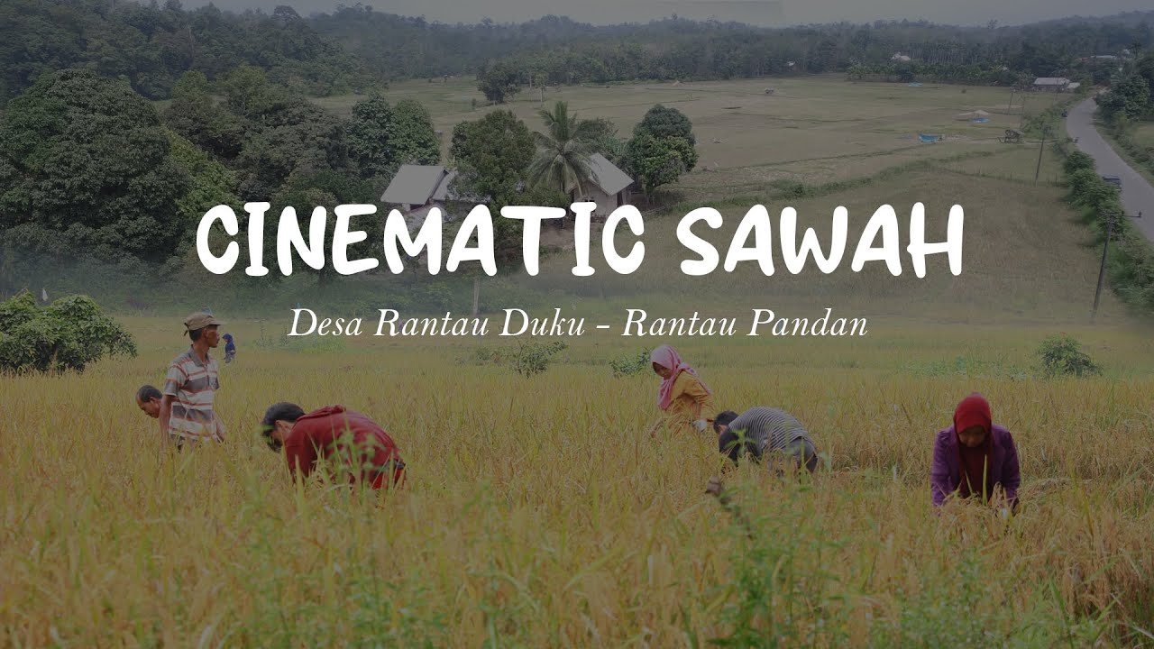 CINEMATIK VIDEO SAWAH || DESA RANTAU DUKU - RANTAU PANDAN - YouTube