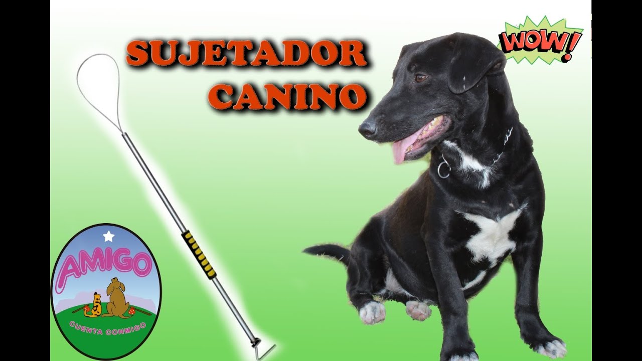 ¡Necesitamos atrapar a un perro que necesita ayuda! - YouTube