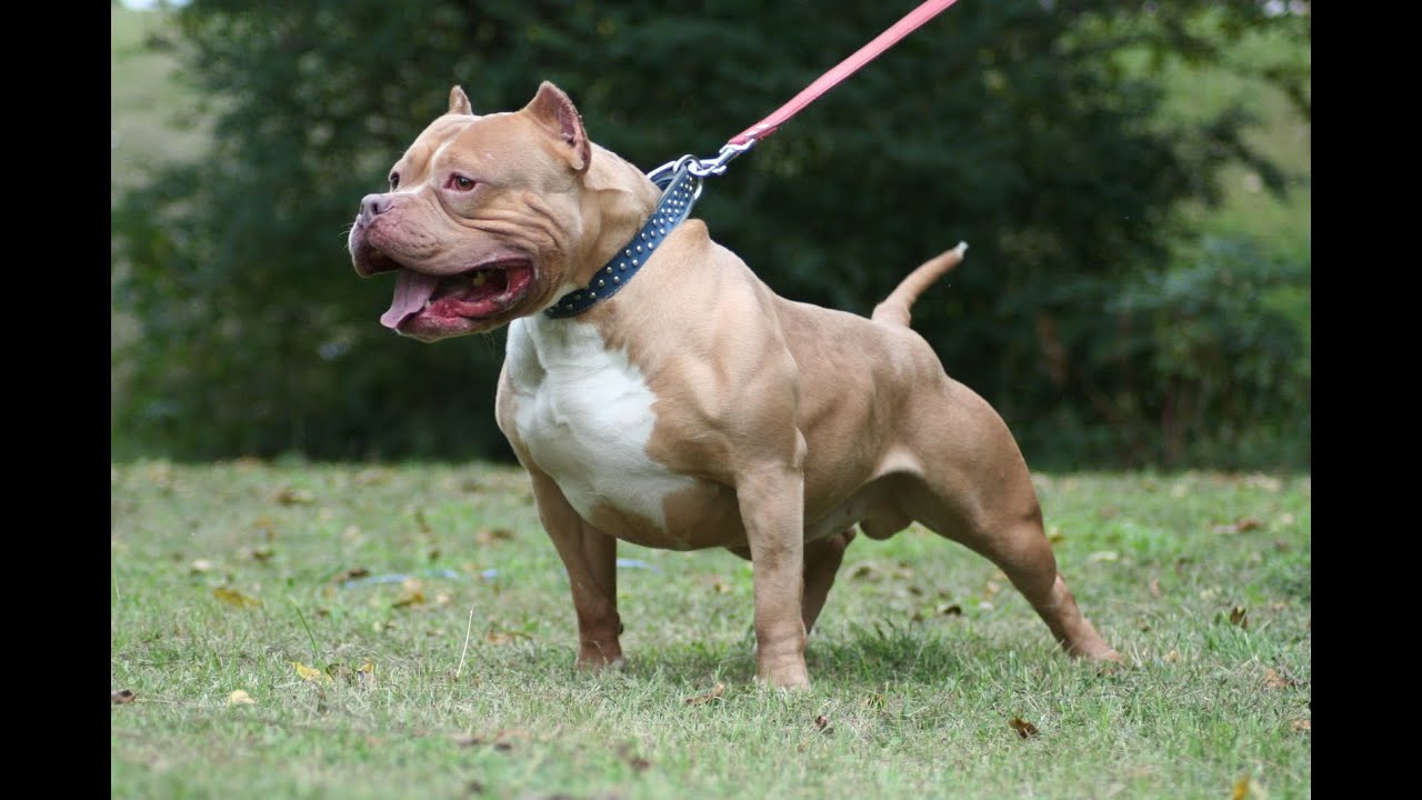 Top 10 most dangerous dog breeds in the world have to see them - YouTube