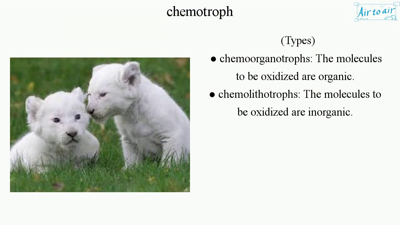 chemotroph (English) - Medical terminology for medical students - - YouTube