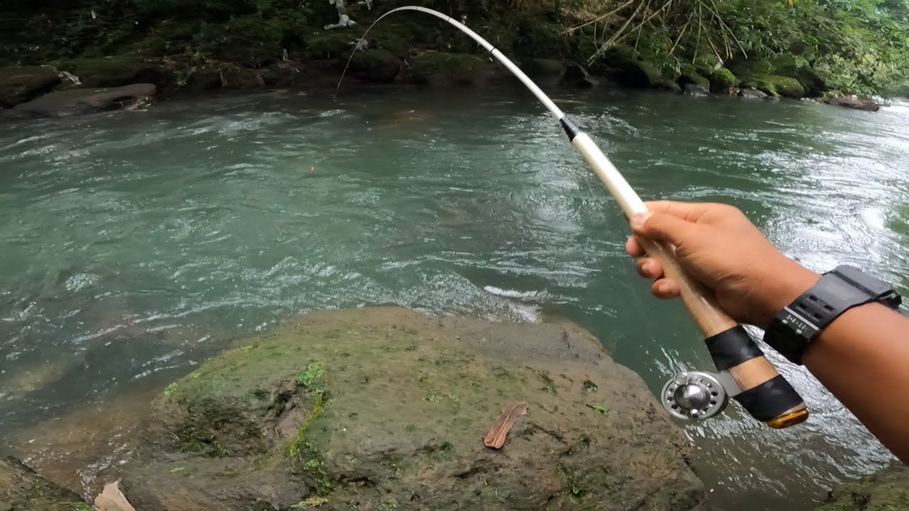 SENAR PANCING SAMPAI PUTUS DI TARIK IKAN NILEM BESAR || MANCING UMPAN ...
