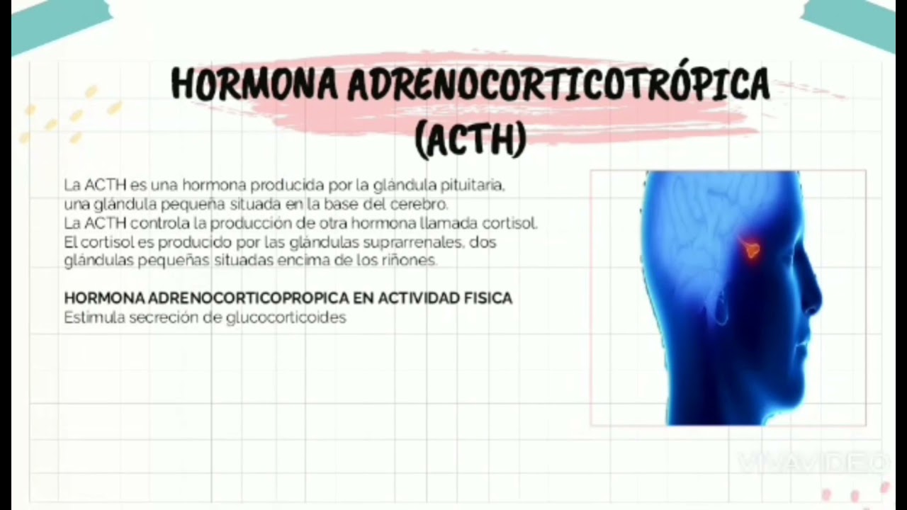 Hormonas En El Ejercicio Youtube
