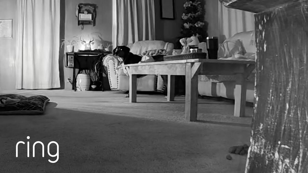 Dog Knew He was Being a Bad Boy When His Momma Caught Him | RingTV ...
