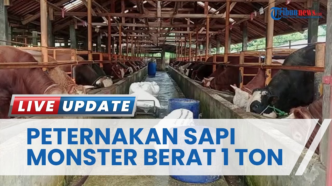 Sapi Seberat Nyaris 1 Ton di Peternakan Sapi Monster di Ciawi, Per Hari ...