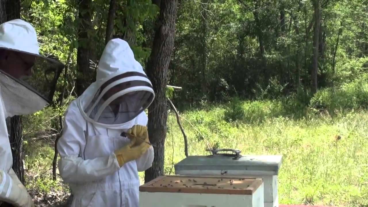 BeeKeeper - YouTube
