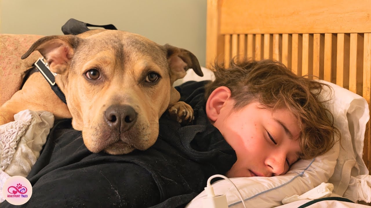 Scared Pit Bull Hedgi Found Comfort In Mason, The Boy Who Never Gave Up ...