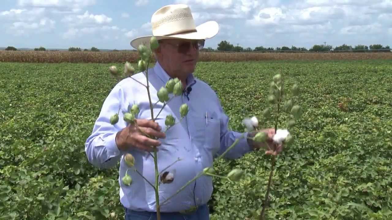 Cotton Growers Find Success Controlling Cotton Root Rot With TOPGUARD ...