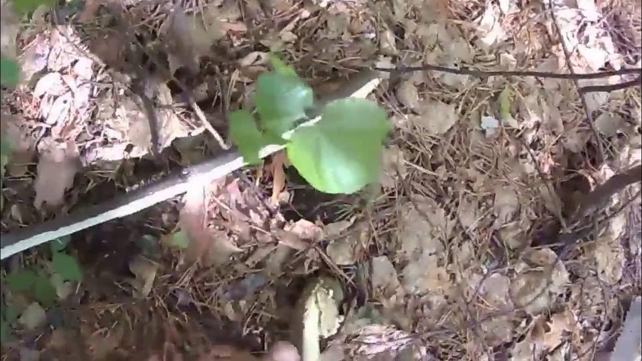 как заготовить лыко липовое и нарезать лычки - YouTube