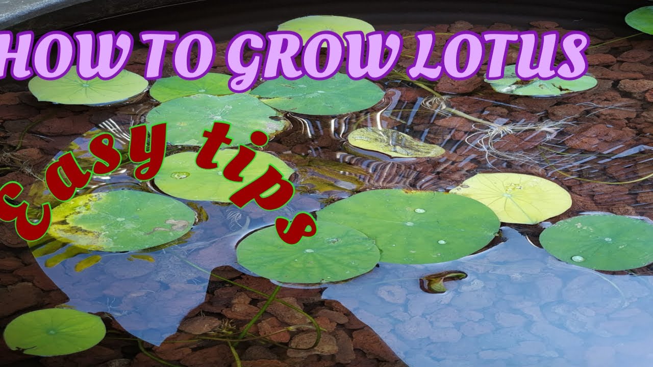 Lotus Plant from seeds part - 2|Lotus plant propagation from potting ...