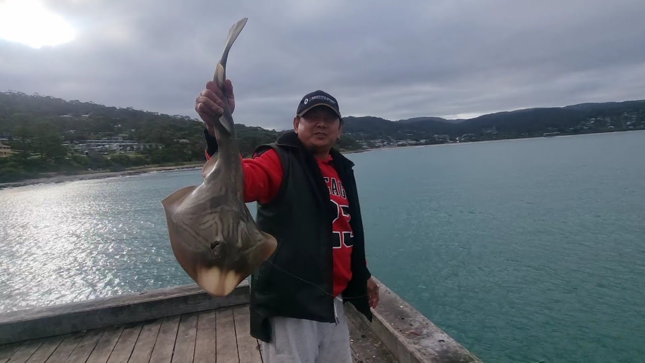 Banjo Shark Night/ Saturday Night Fishing at Lorne Pier 08/01/22 - YouTube