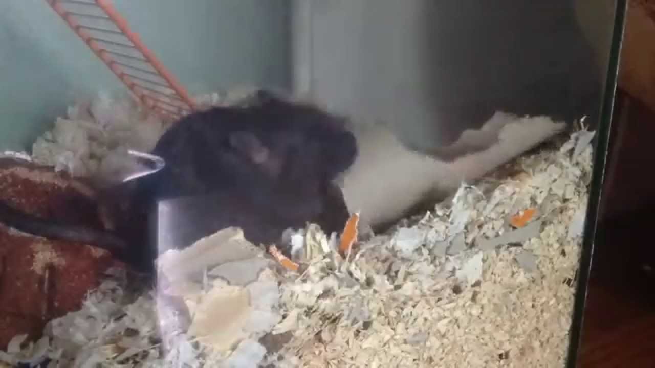 Gerbil time lapse #2 - chewing a tube - YouTube