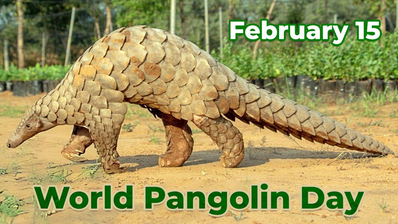 World Pangolin Day 2025 | Celebrating and Protecting the World's Most ...