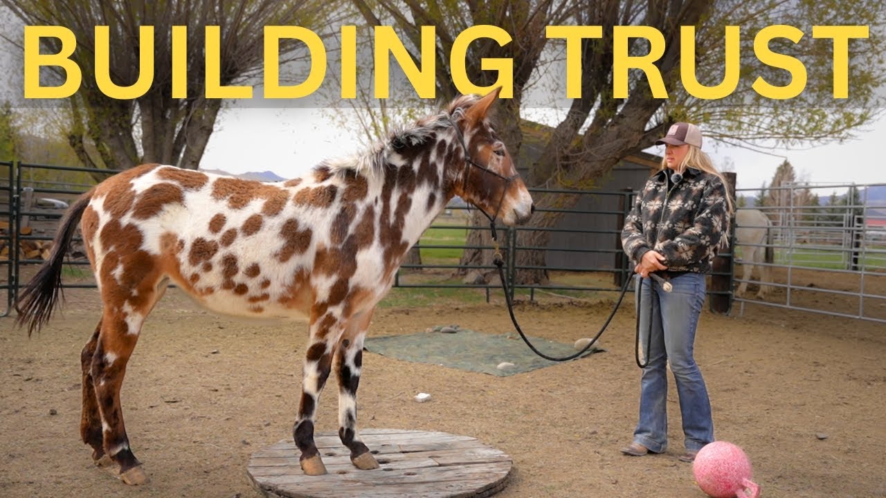 TRAINING a Young MULE: Haltering & SCARY OBJECTS - YouTube