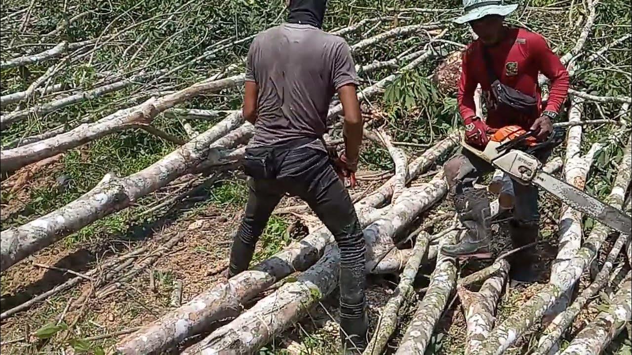 belajar potong pokok getah - YouTube