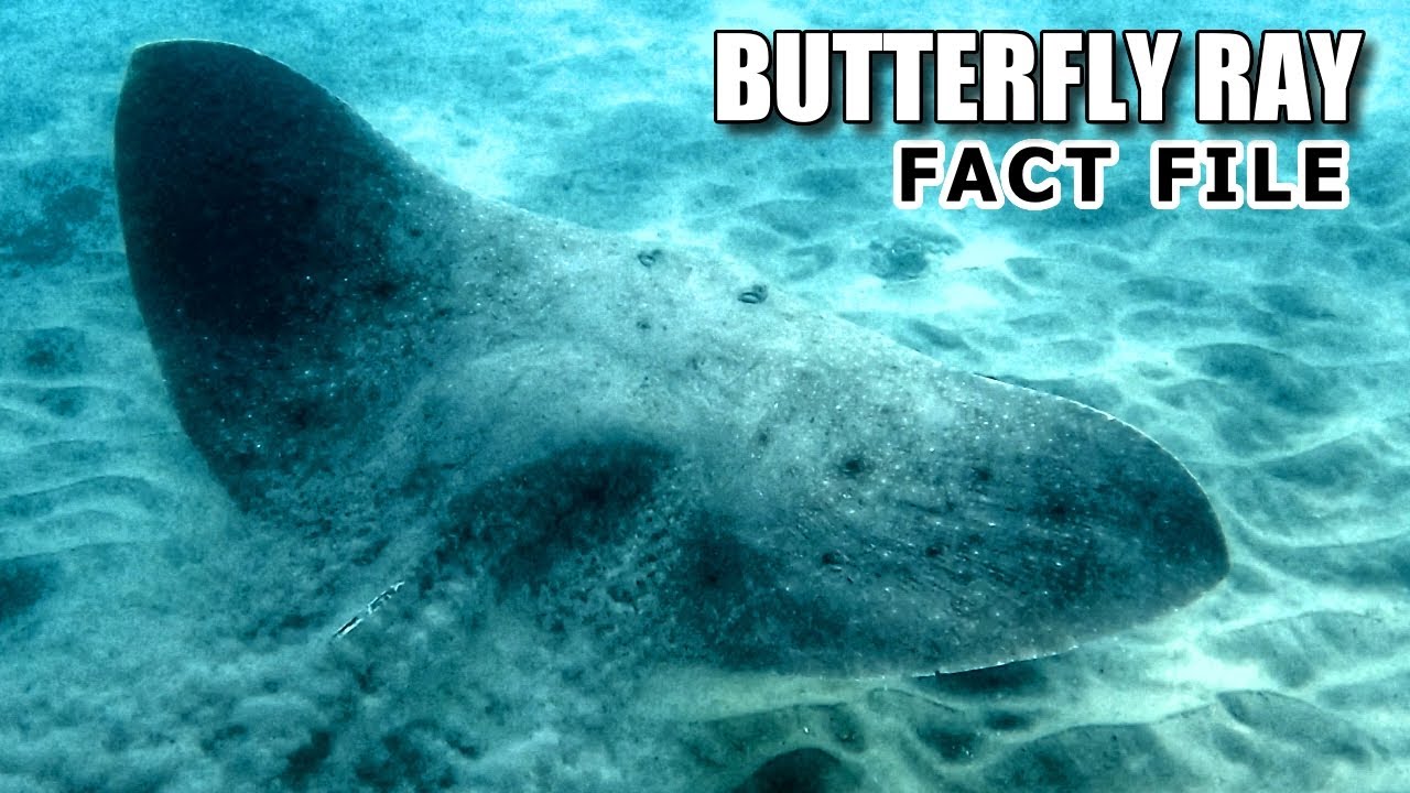 Butterfly Ray Facts: a RAY with WINGS 🦈 Animal Fact Files - YouTube