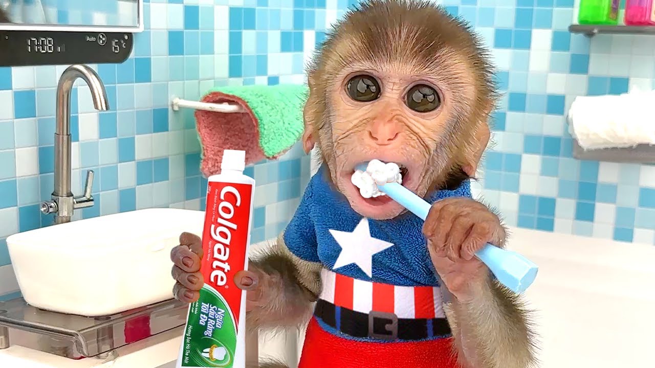 Baby Monkey Chu Chu brush his teeth in the toilet and eat egg with ...