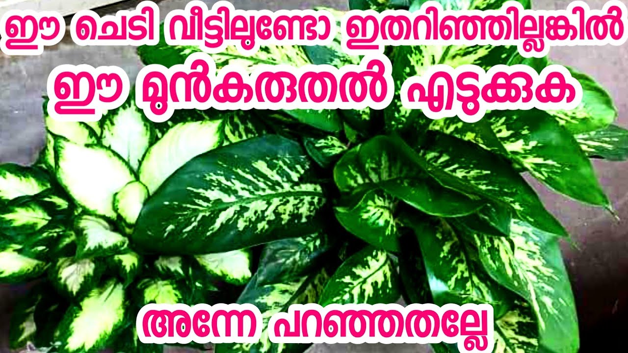 ഈ ചെടികൾ ഉള്ളവർ സൂക്ഷിക്കുക|chedikal malayalam|poochedikal|ilachedikal ...