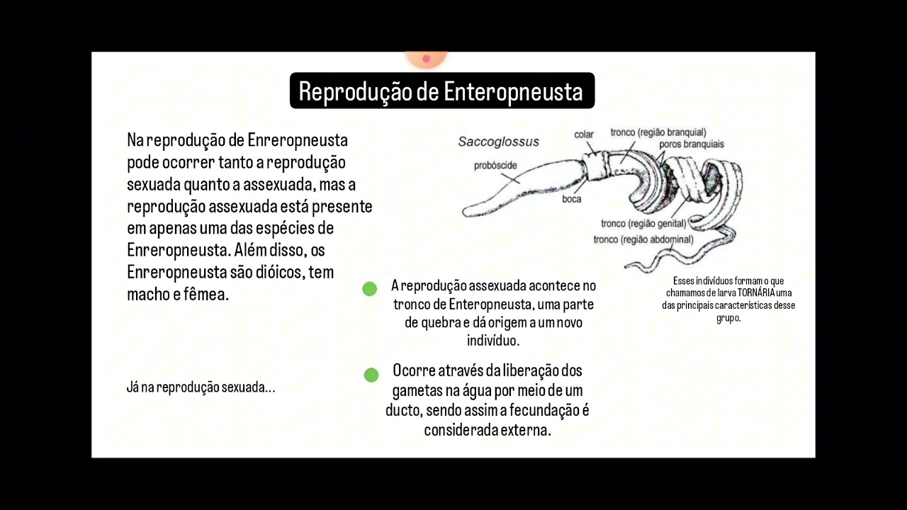 Reprodução de Hemichordata (Enteropneusta e Pterobranchia) - Zoologia ...