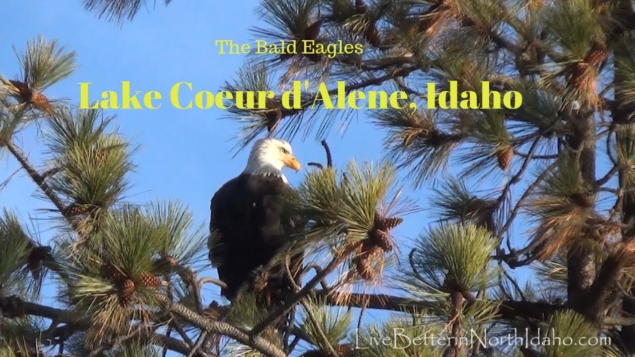 The Bald Eagles of Lake Coeur d'Alene, Idaho - YouTube