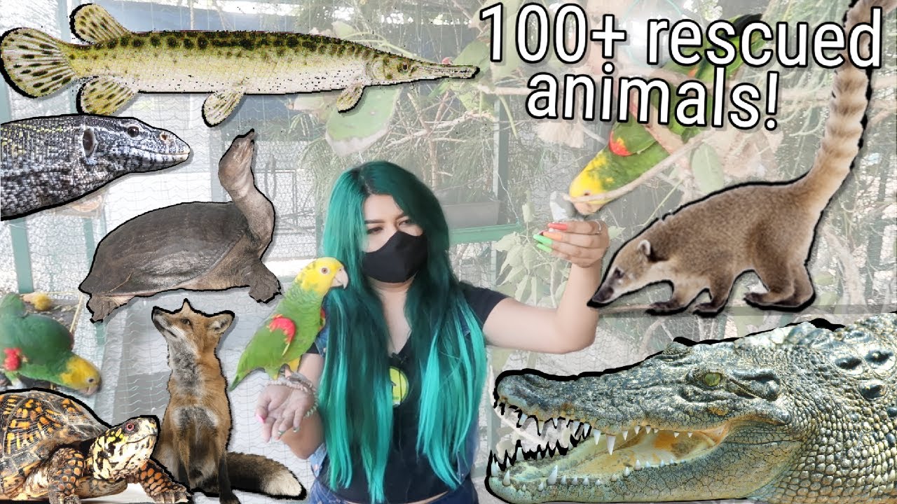 meet 100+ rescued exotic animals! (and their stories) REUPLOAD - YouTube