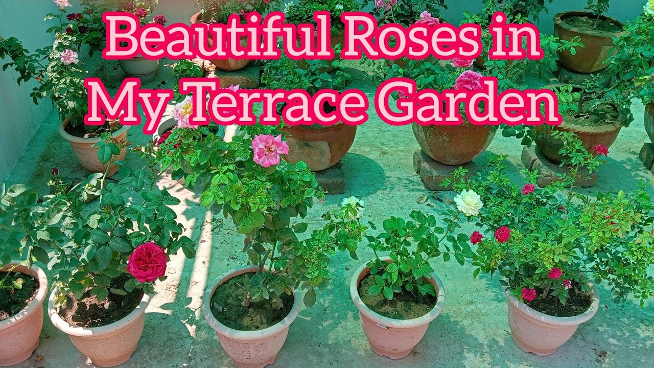 Garden View: Roses in my Terrace Garden 🏡 - YouTube