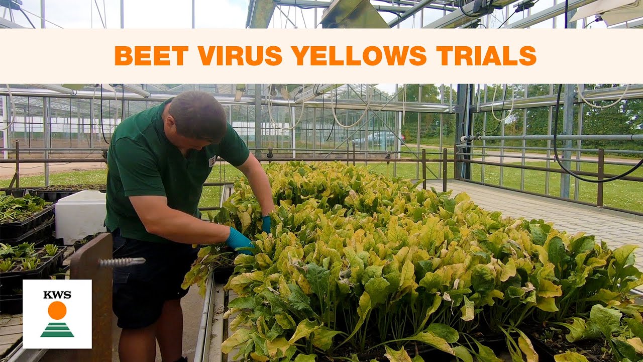 Beet Virus Yellows Trials - YouTube