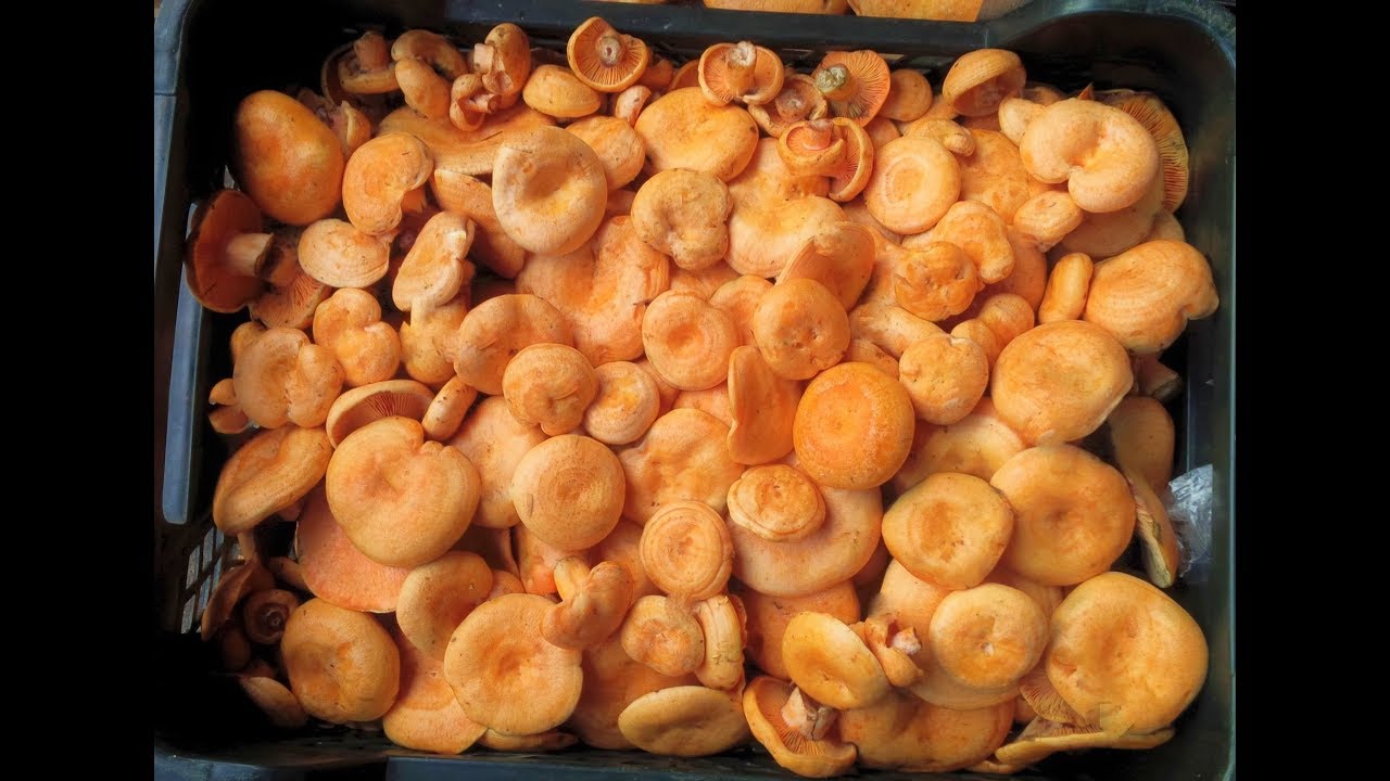 Rydze na maśle przepis na grzyby z patelni pyszne - YouTube