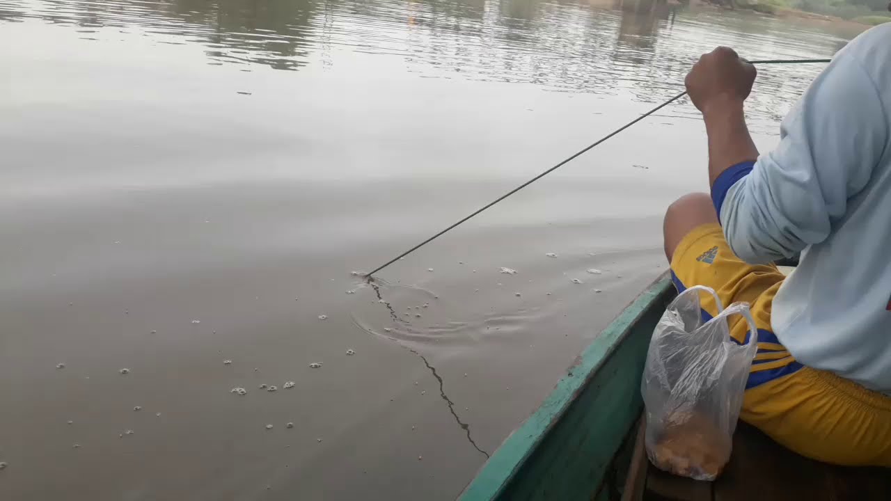 ikan patin besar kena pancing - YouTube