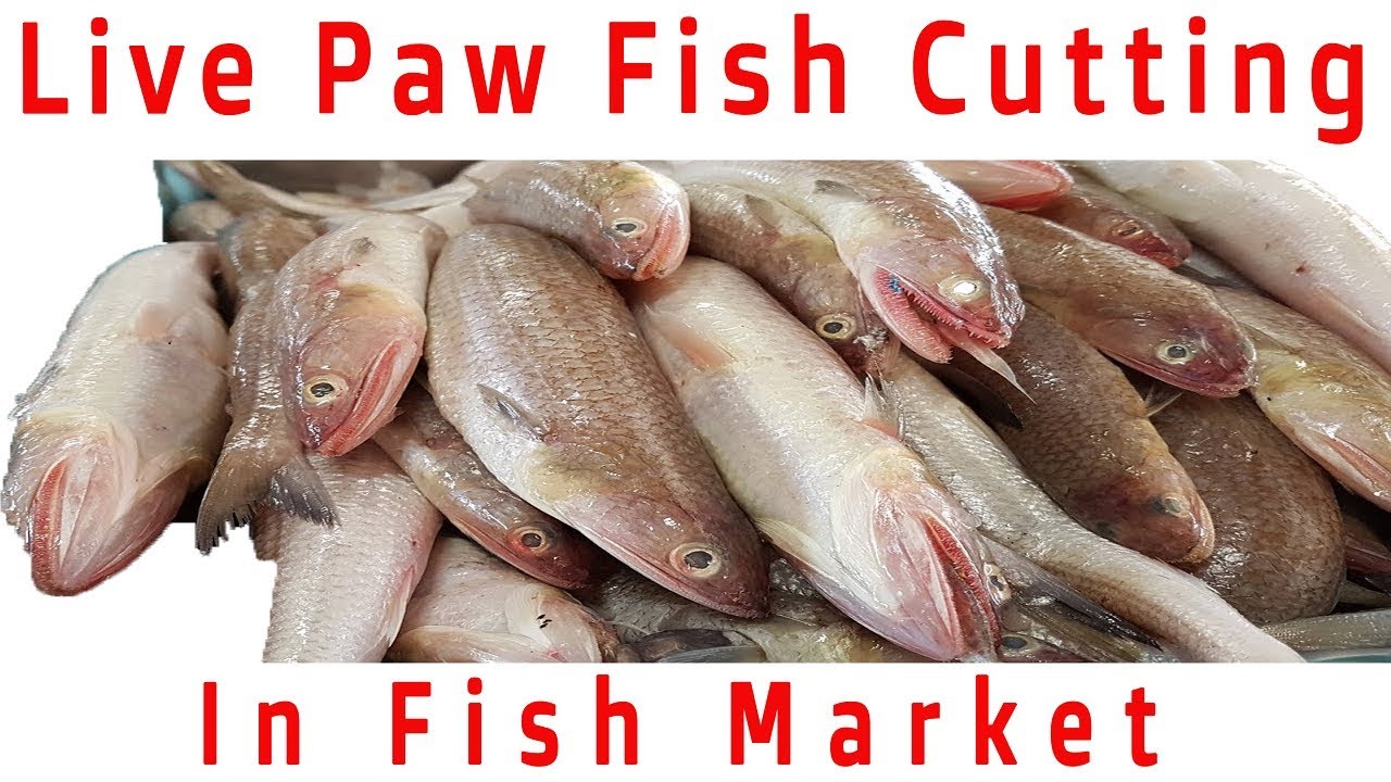Live Paw Fish Cutting 2019 in Fish Market|Fastest Easy Fish Cutting ...