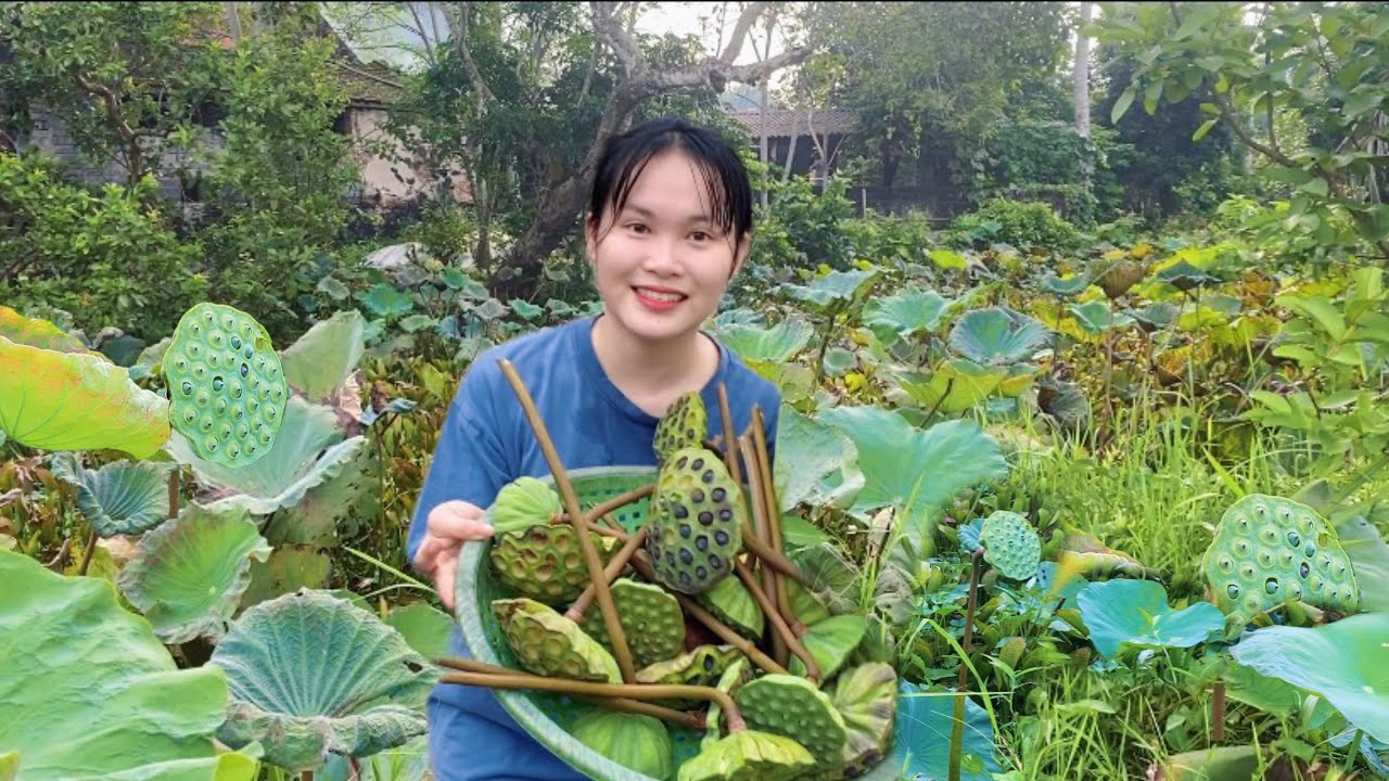 Harvest lotus seeds at the end of the lotus season-Eat fresh lotus ...