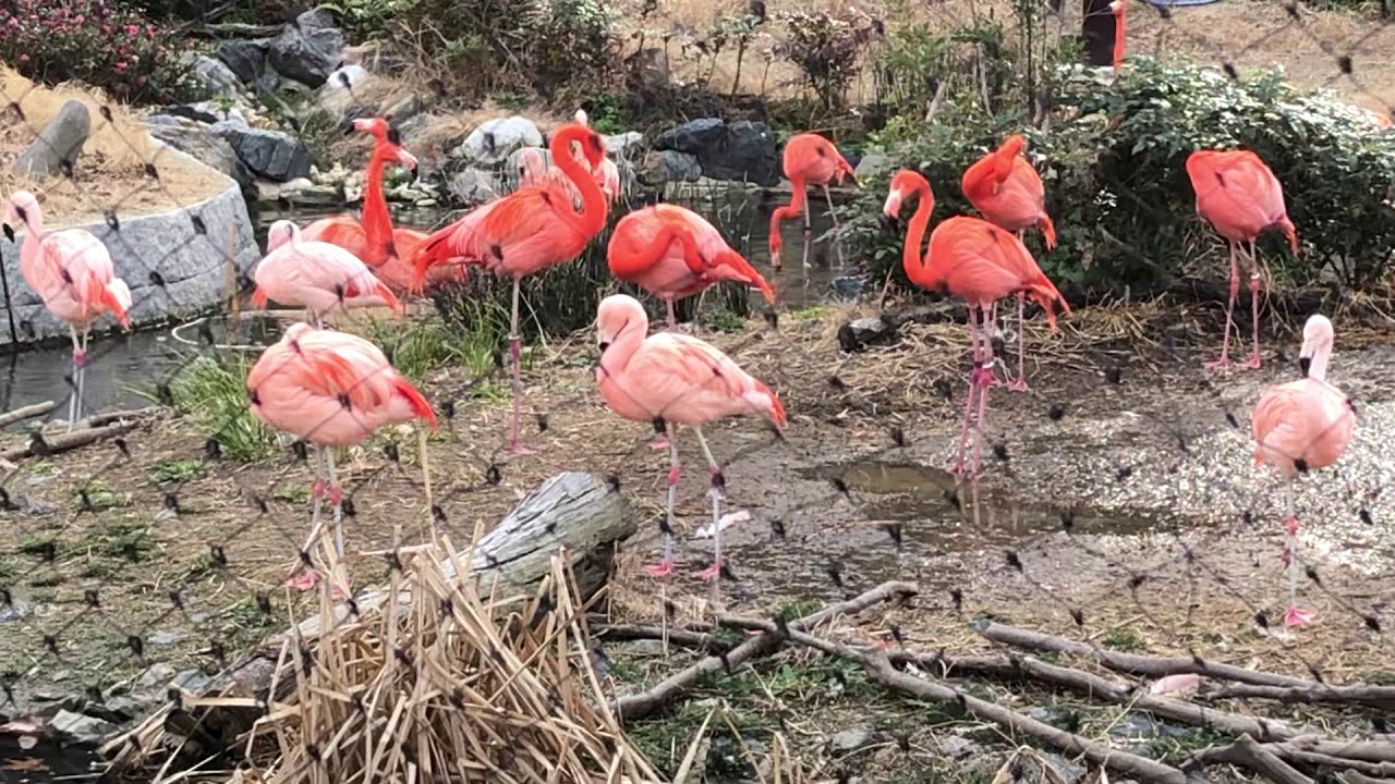 Flamingo Japan Higashiyama - YouTube