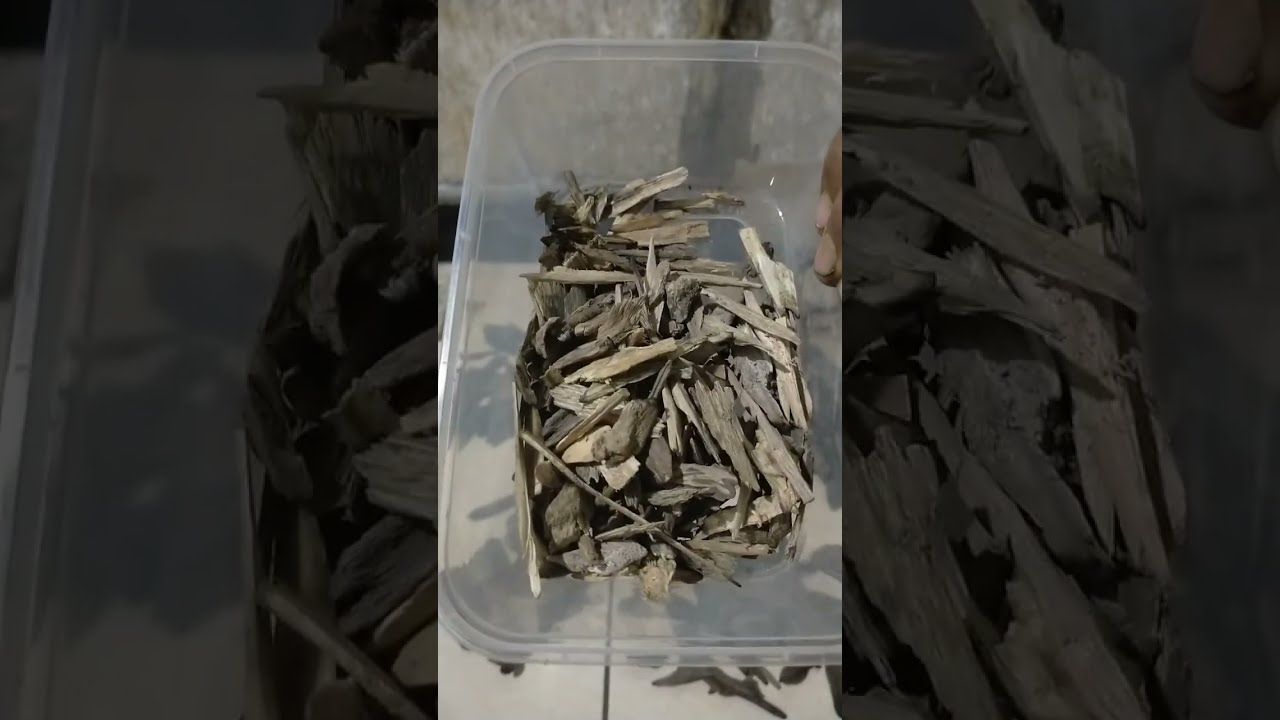 Muhammad Ryan Mahajanu Official sedang live sekarang! - YouTube