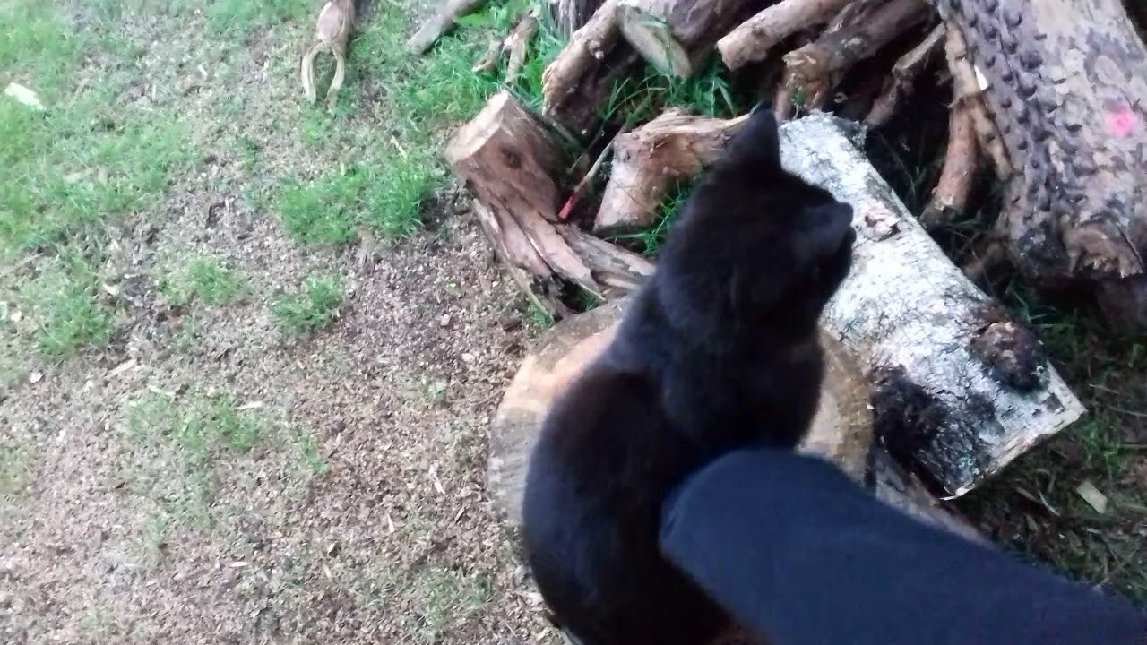 My angry black cat Puma - YouTube