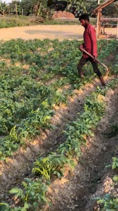 Patato farming #funny #kishan #123kishan #comedy #voiceeffects #kisan #duet #fouryoupage # ...