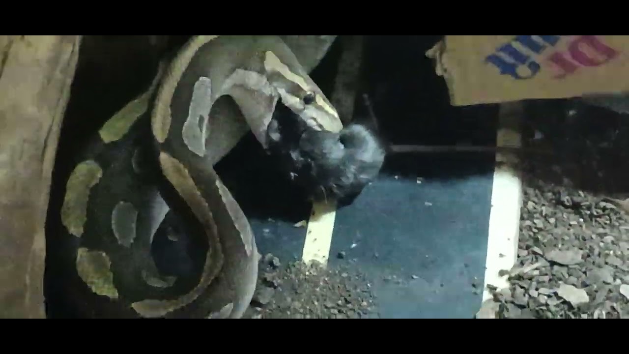 pitón bola, python regius - YouTube