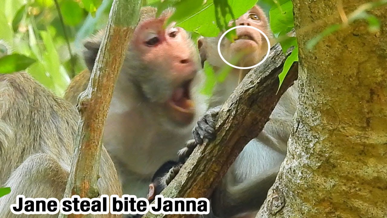 DEEP stress JANE hard bite and chase JANNA away by bad feel/JANNA get ...