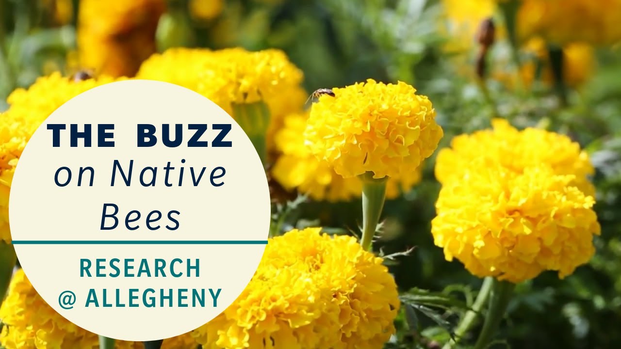 The Buzz on Native Bees: Research @ Allegheny - YouTube