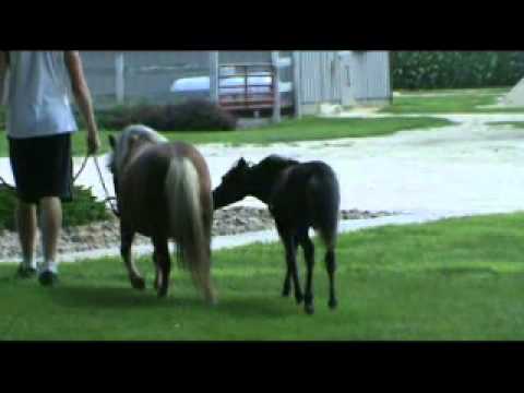 2011 Bailey colt of Quality - YouTube