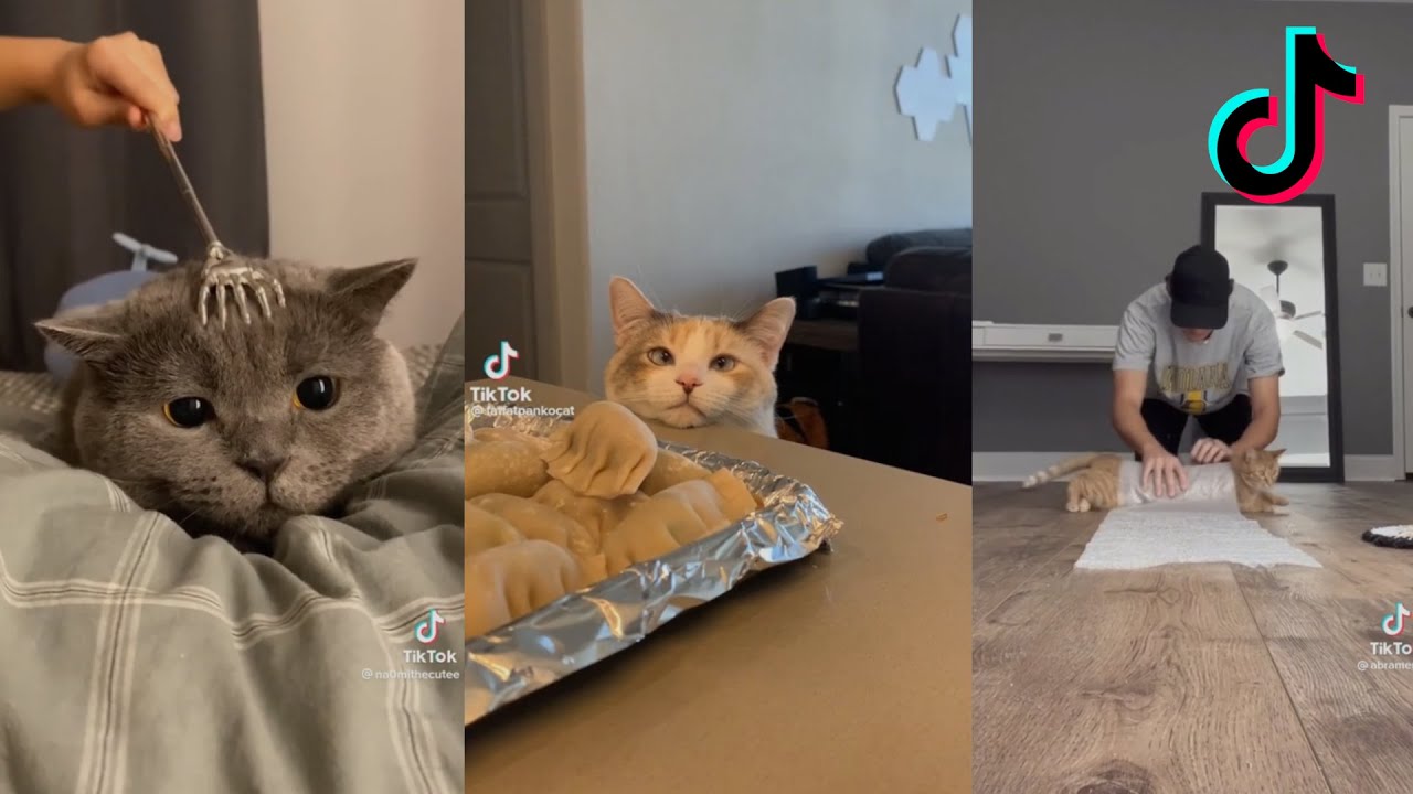 Funny And Cute Cats Cute Tiktok Compilation Youtube